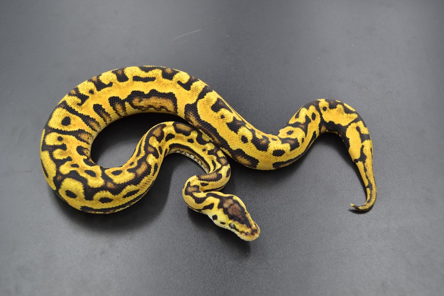 Pastel Yellowbelly Puzzle Ball Python by DD Exotics - MorphMarket