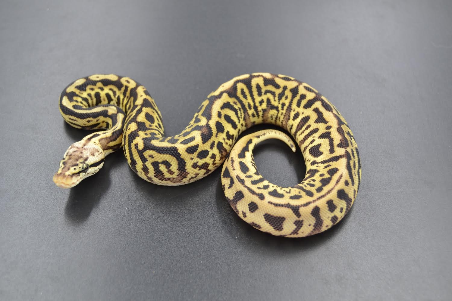 Pastel Spotnose Leopard Double Het Desert Ghost Clown Ball Python by DD ...