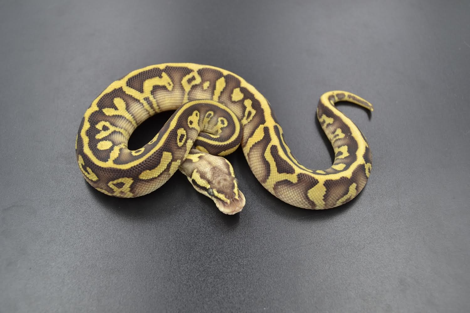 Pastel Lesser Leopard Double Het Desert Ghost Clown Ball Python by DD ...
