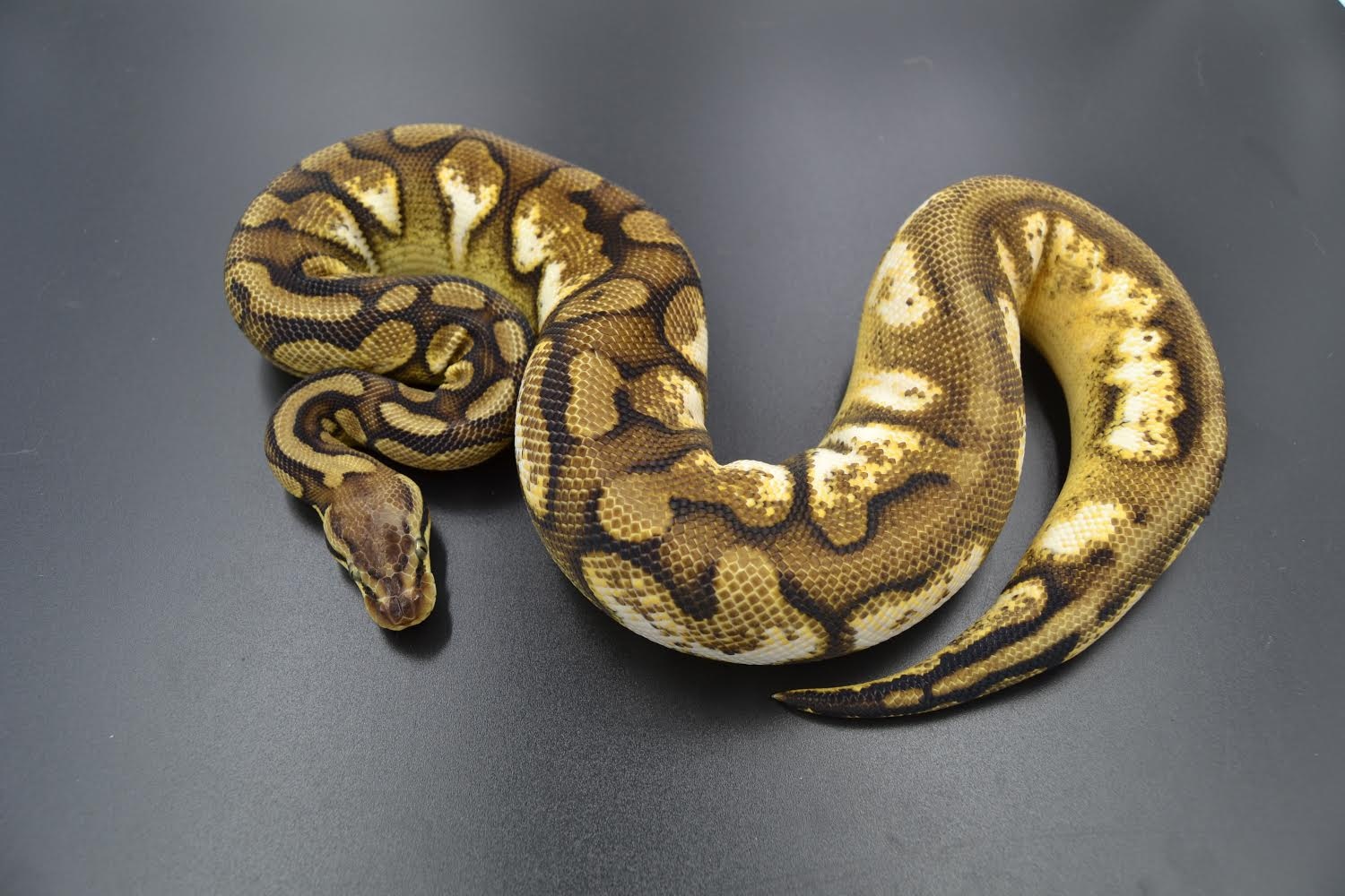 Firefly Calico Granite Het Clown Ball Python by DD Exotics - MorphMarket