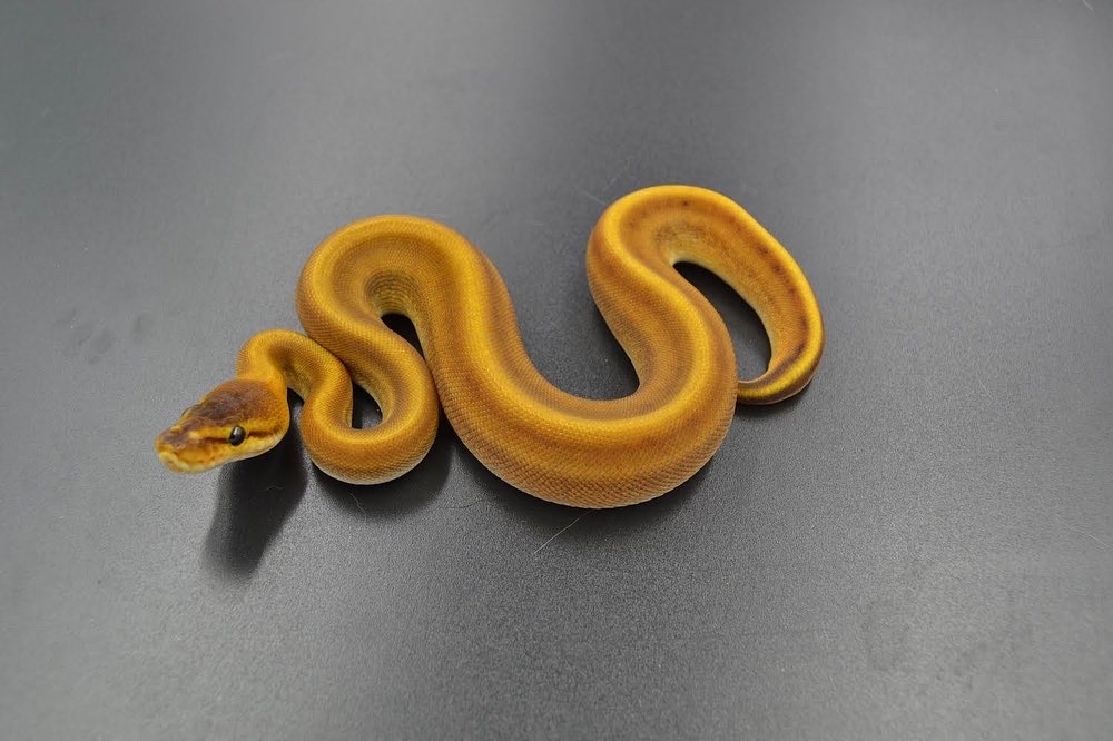 Patternless Ball Python by DD Exotics - MorphMarket