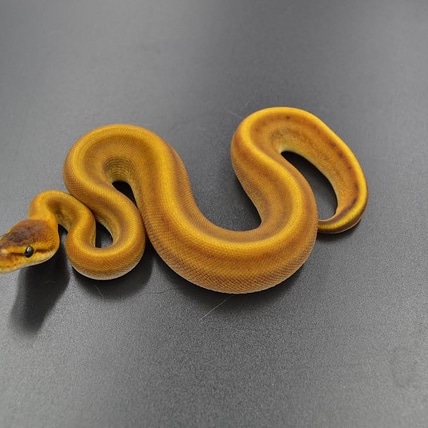 Banana Cypress Orange Dream Black Pastel Yellowbelly Clown Ball Python ...