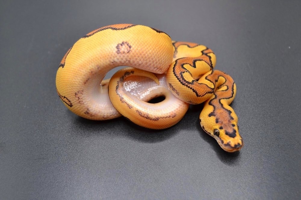Enchi Lace Yb Clown Ball Python by DD Exotics - MorphMarket