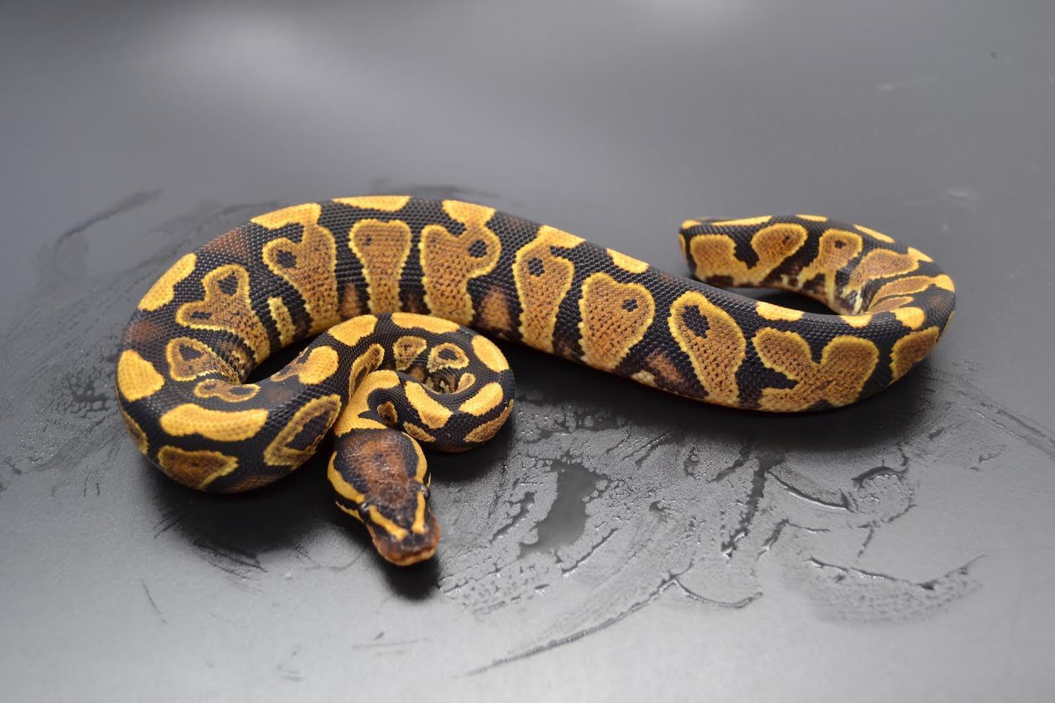 Lace Het Clown Ball Python by DD Exotics - MorphMarket