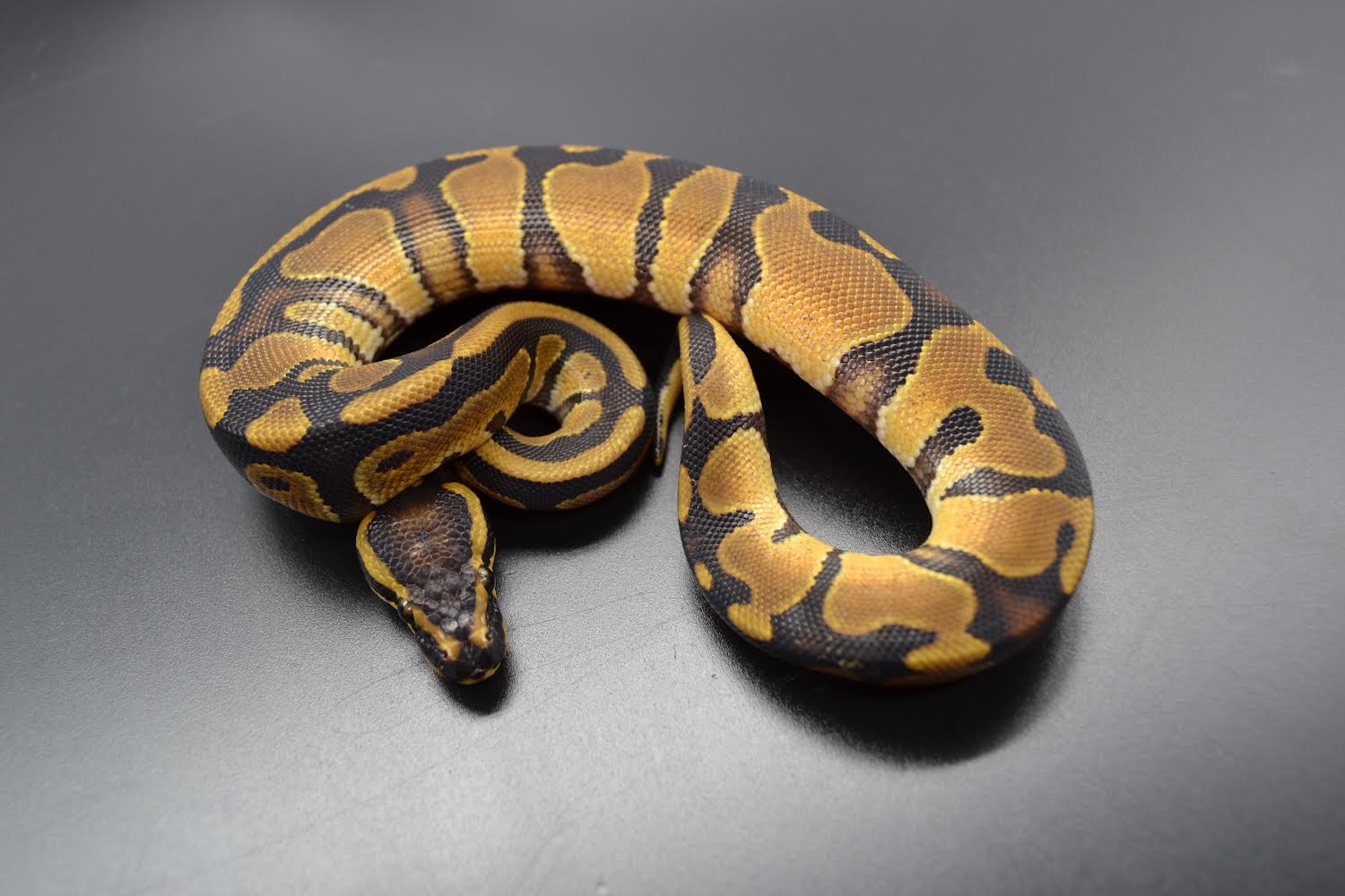Enchi ( Poss Super ) DH Clown Pied Ball Python by DD Exotics - MorphMarket