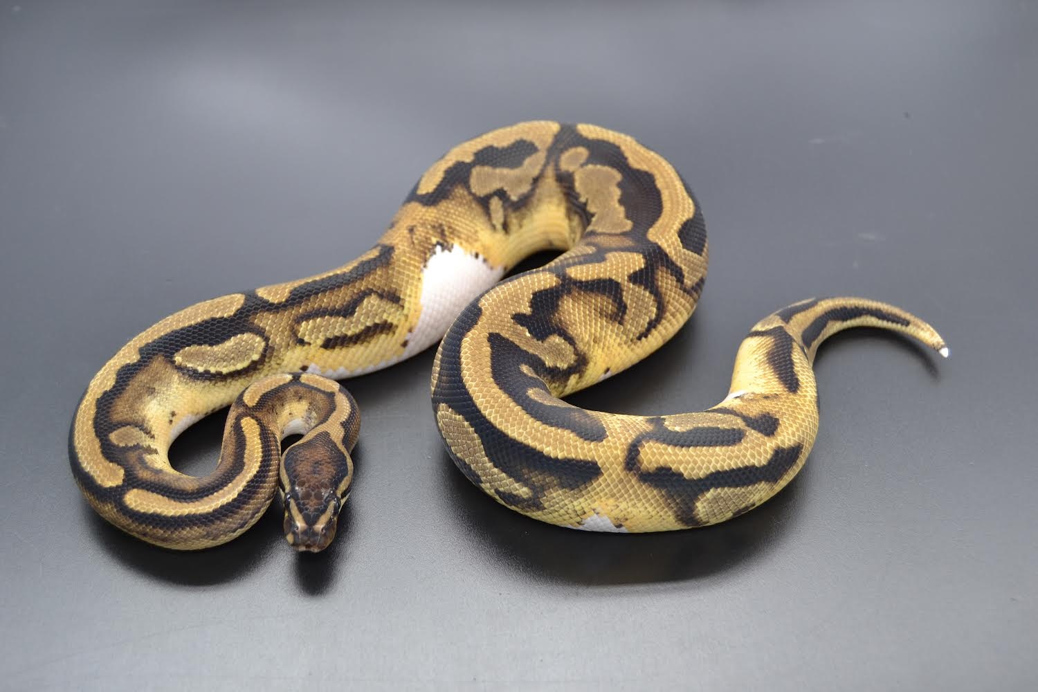 Pied Het VPI Axanthic Ball Python by DD Exotics - MorphMarket