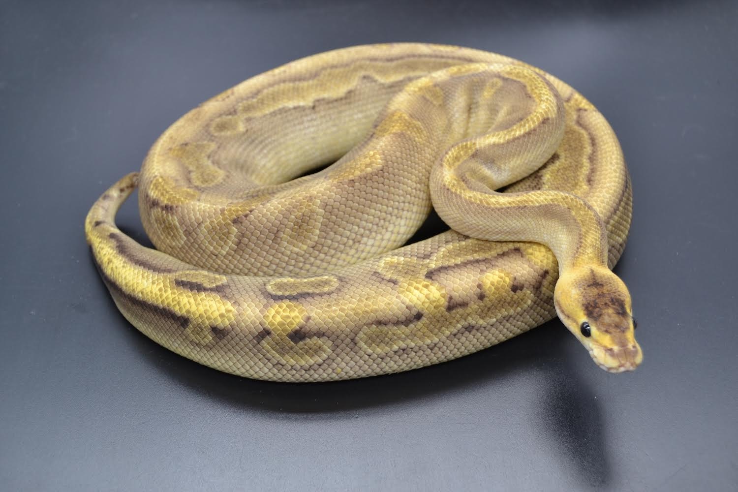 Orange Dream Enchi Champagne Ball Python by DD Exotics - MorphMarket