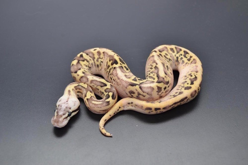 Firefly Yellow Belly Leopard Lace Het Clown Ball Python by DD Exotics ...