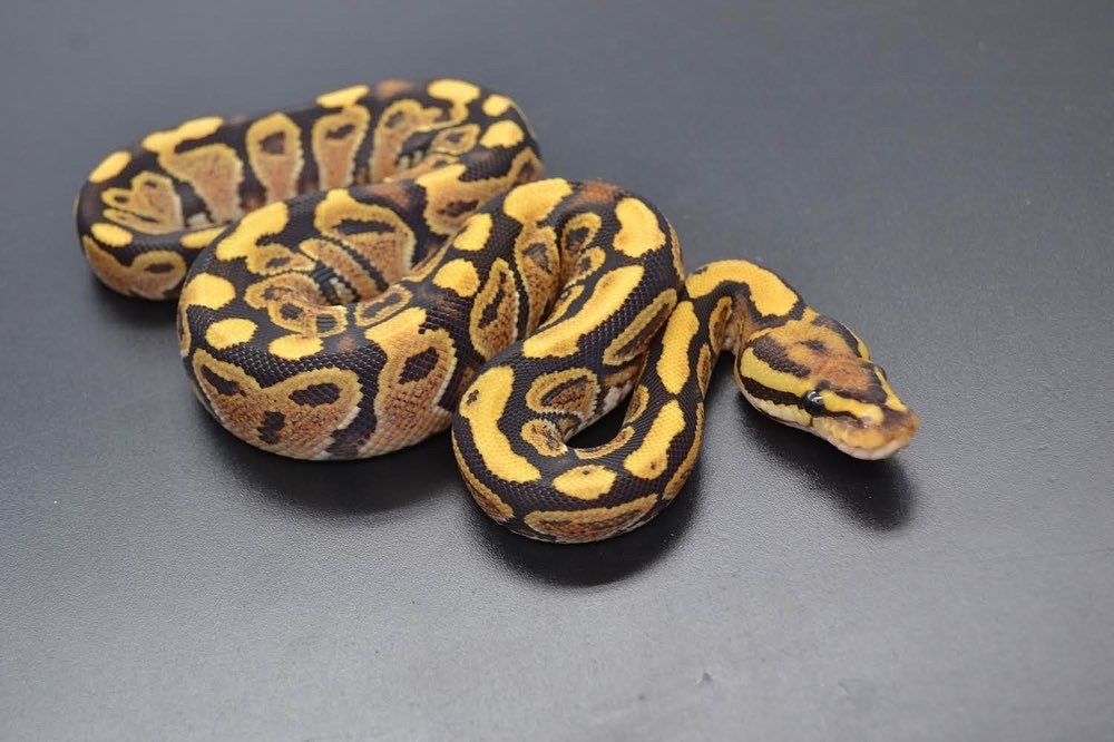 Fire Leopard Lace Het Clown Ball Python by DD Exotics - MorphMarket
