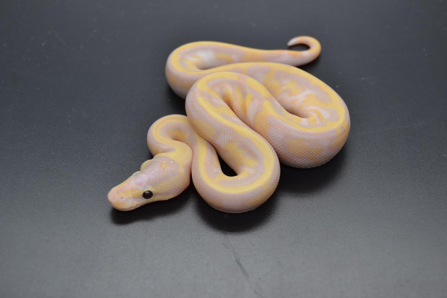 Banana Disco Fire Het Clown Ball Python by DD Exotics - MorphMarket