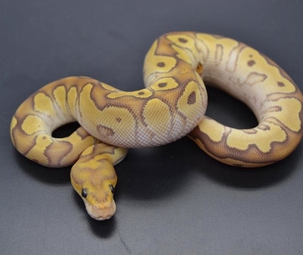 Pompeii - Black Pastel Redstripe YB Spotnose Clown Ball Python by DD Exotics - MorphMarket