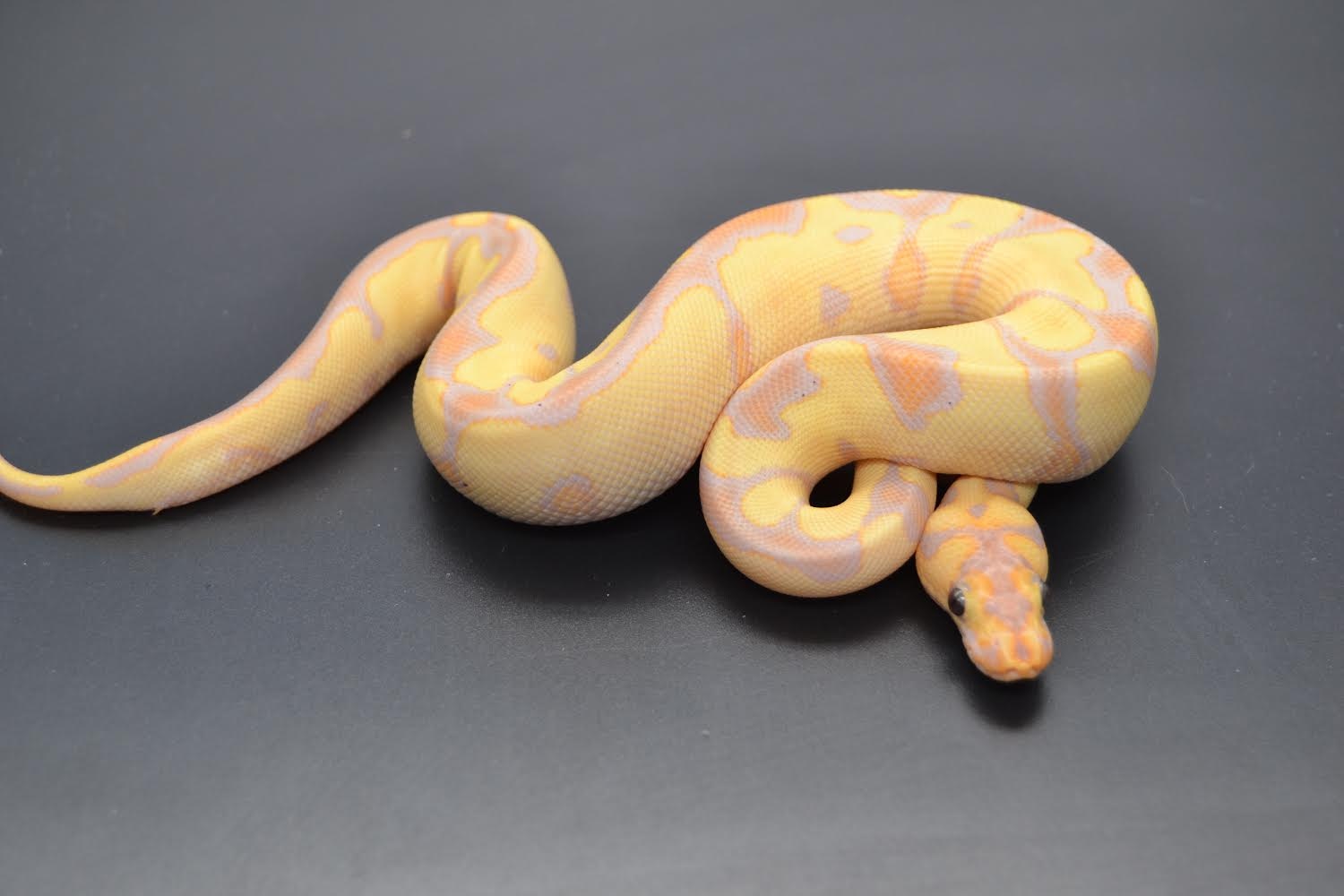 Banana Fire Or Disco Yellowbelly Clown Ball Python by DD Exotics ...