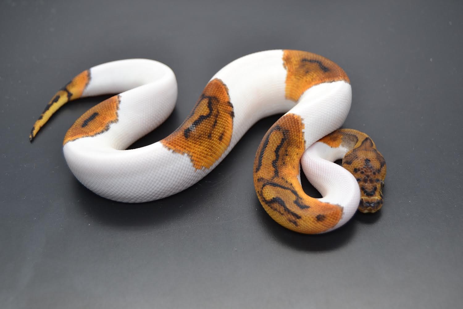 Clown Pied Ball Python by DD Exotics - MorphMarket