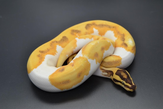 Super Orange Dream Yellowbelly Enchi Pied Ball Python by DD Exotics ...