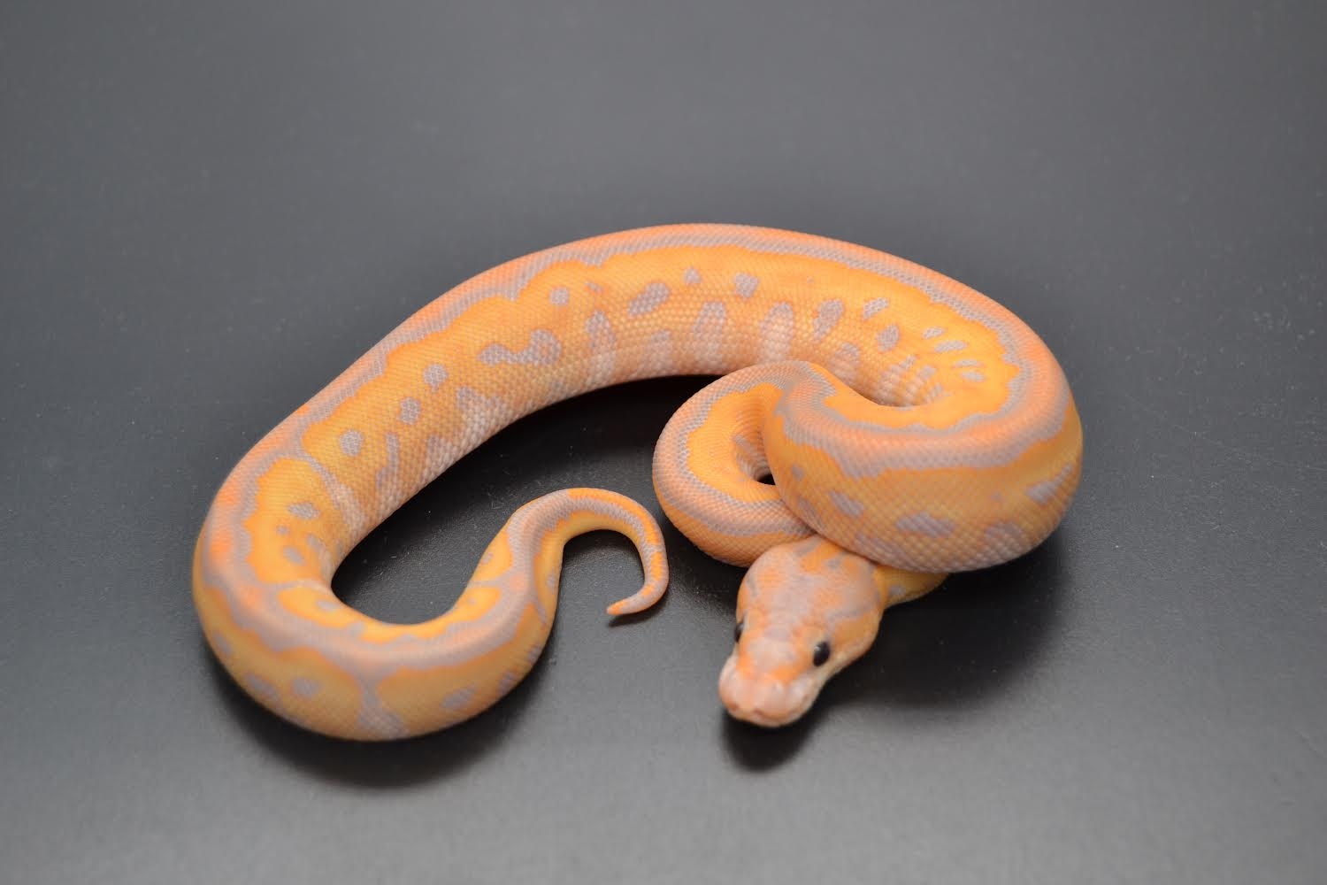 Orange Dream Cypress Black Pastel Banana Clown Poss Yellowbelly Ball ...