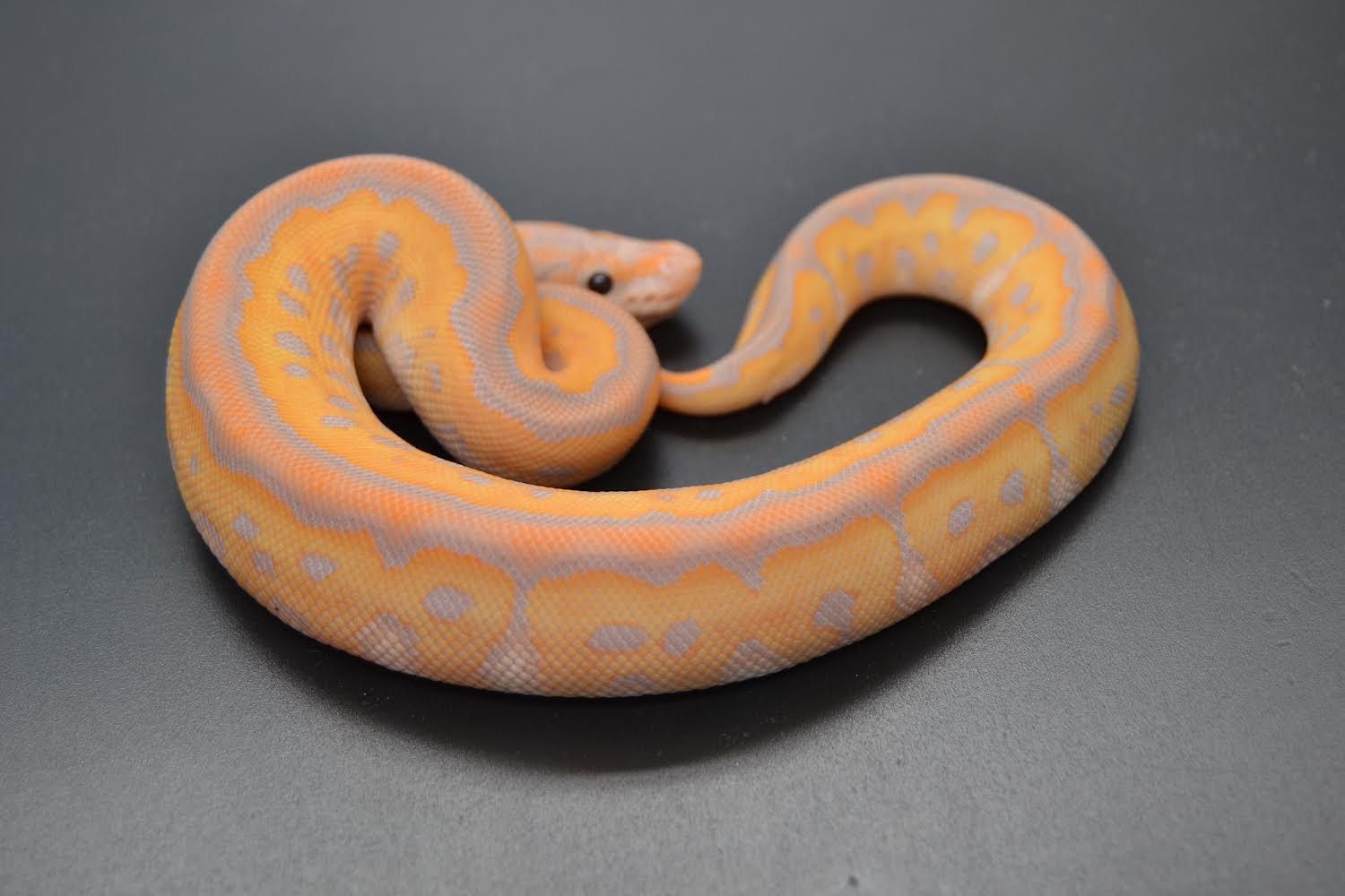 Orange Dream Cypress Black Pastel Banana Clown Poss Yellowbelly Ball ...