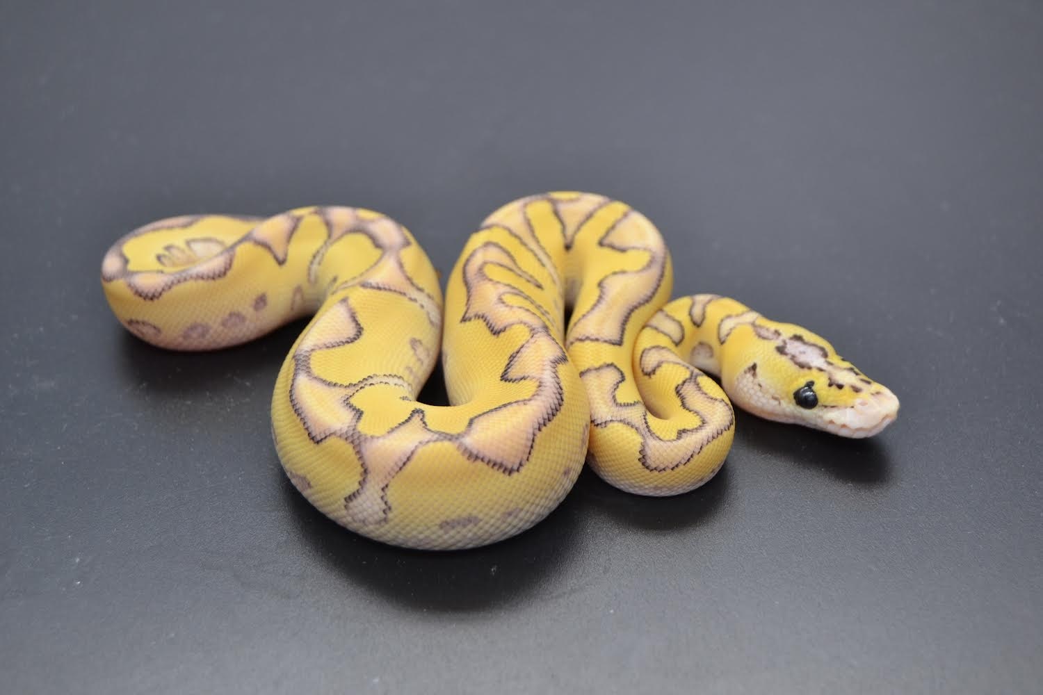 Firefly Mojave Yellowbelly Lace Enchi Clown Ball Python by DD Exotics - MorphMarket