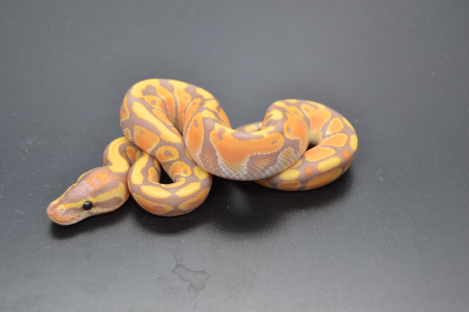 Orange Dream Banana Het Clown Poss Yellowbelly Ball Python by DD ...