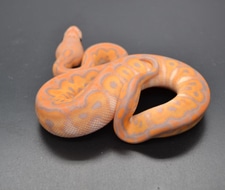 Banana Cypress Orange Dream Black Pastel Yellowbelly Clown Ball Python ...