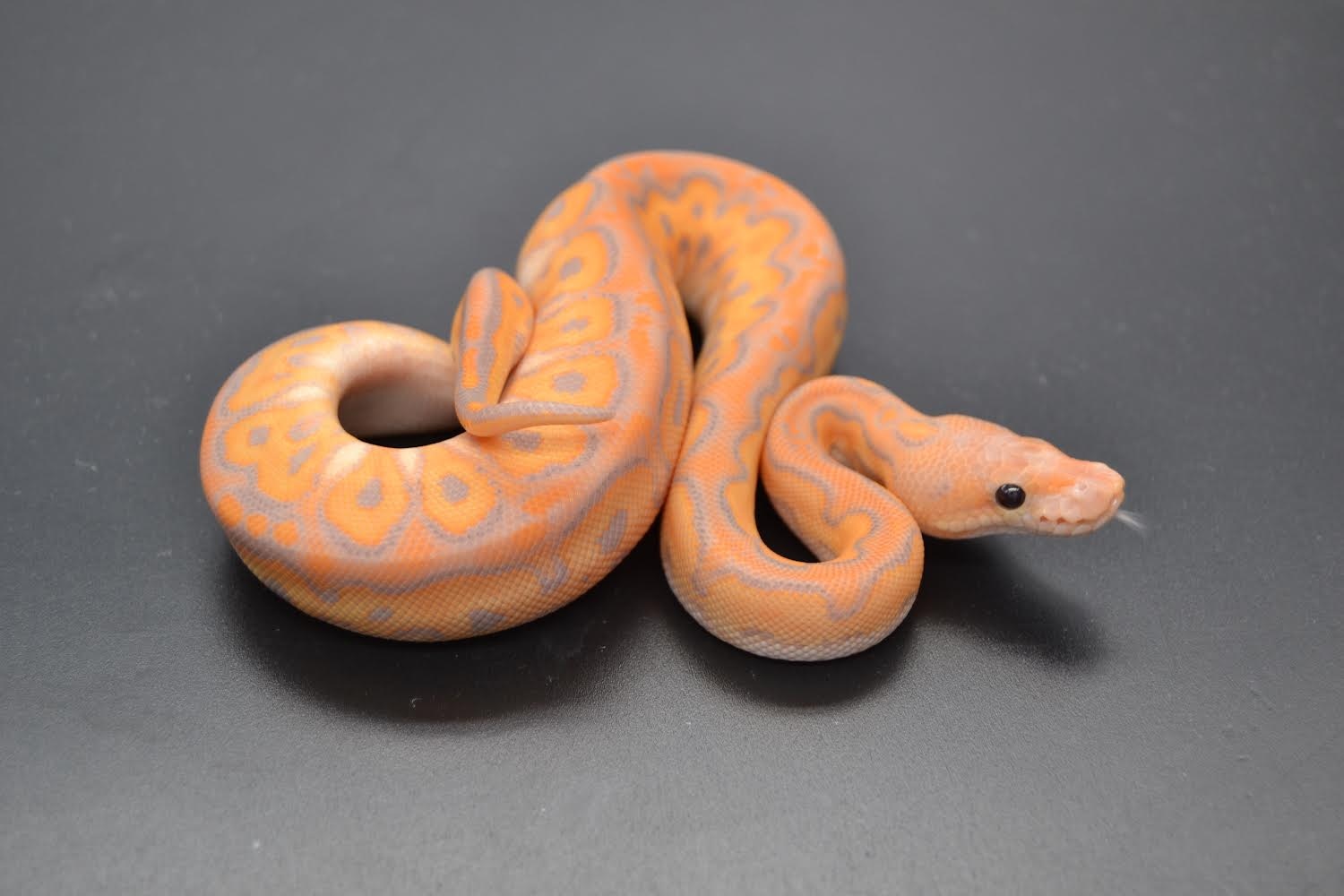 Banana Cypress Orange Dream Black Pastel Yellowbelly Clown Ball Python ...