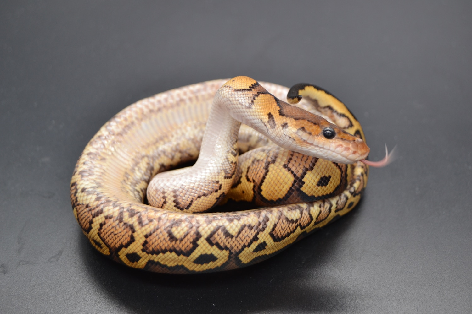 Black Pastel Fire Yellowbelly Spotnose Clown Ball Python by DD Exotics - MorphMarket