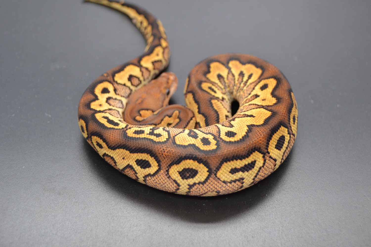 Black Pastel Fire Yellowbelly Spotnose Clown Ball Python by DD Exotics ...