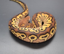 Black Pastel Fire Yellowbelly Spotnose Clown Ball Python by DD Exotics ...