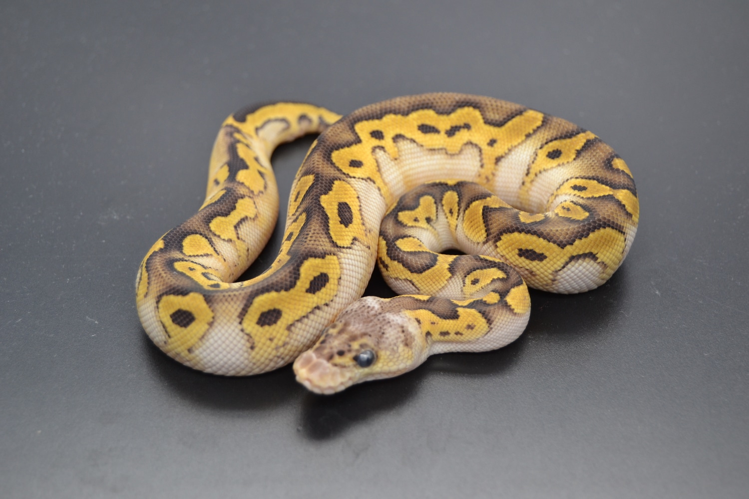Pastel Mojave Wookie Yellowbelly Clown Ball Python by DD Exotics ...