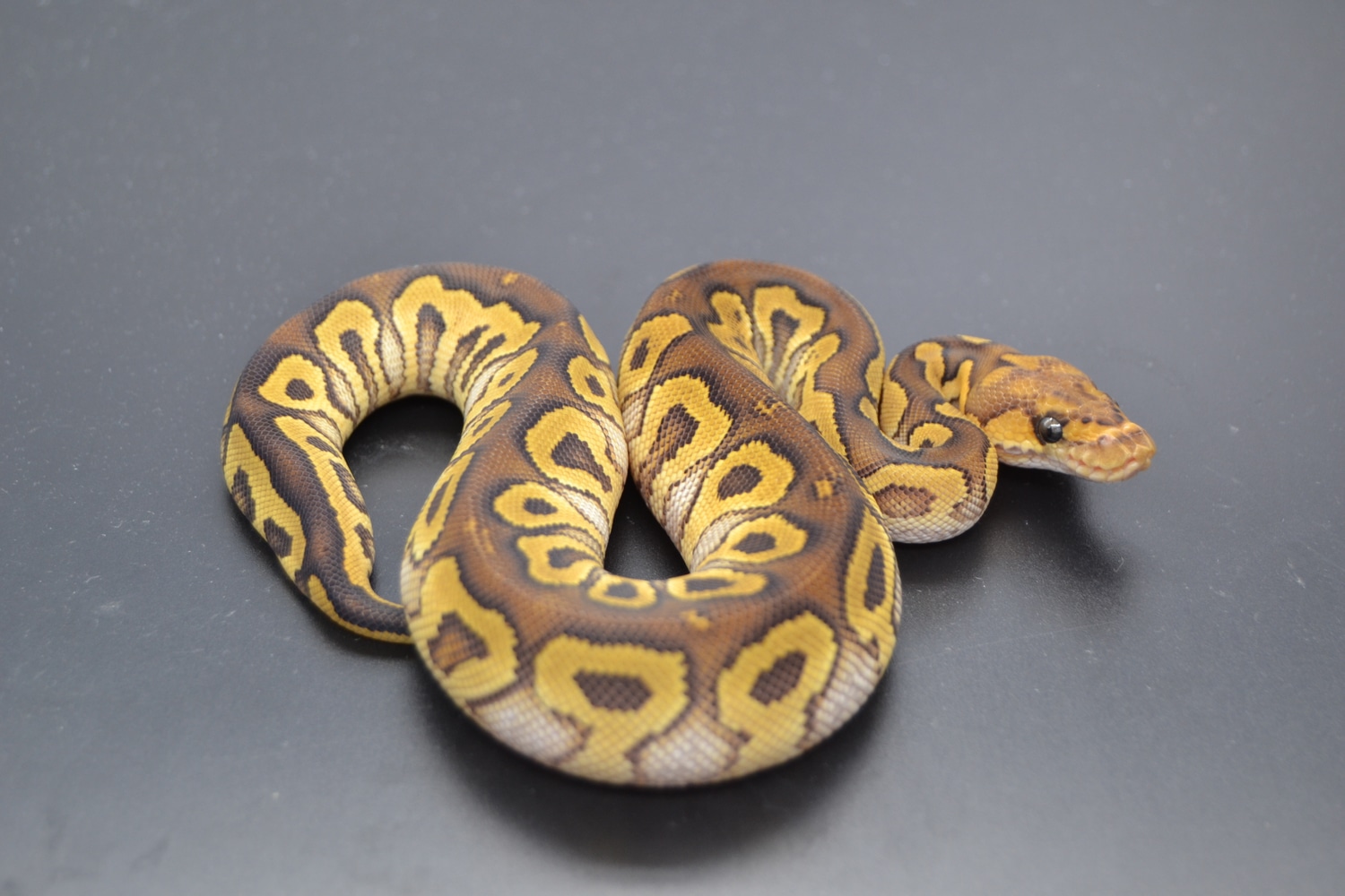 Mojave Wookie Clown Ball Python by DD Exotics - MorphMarket