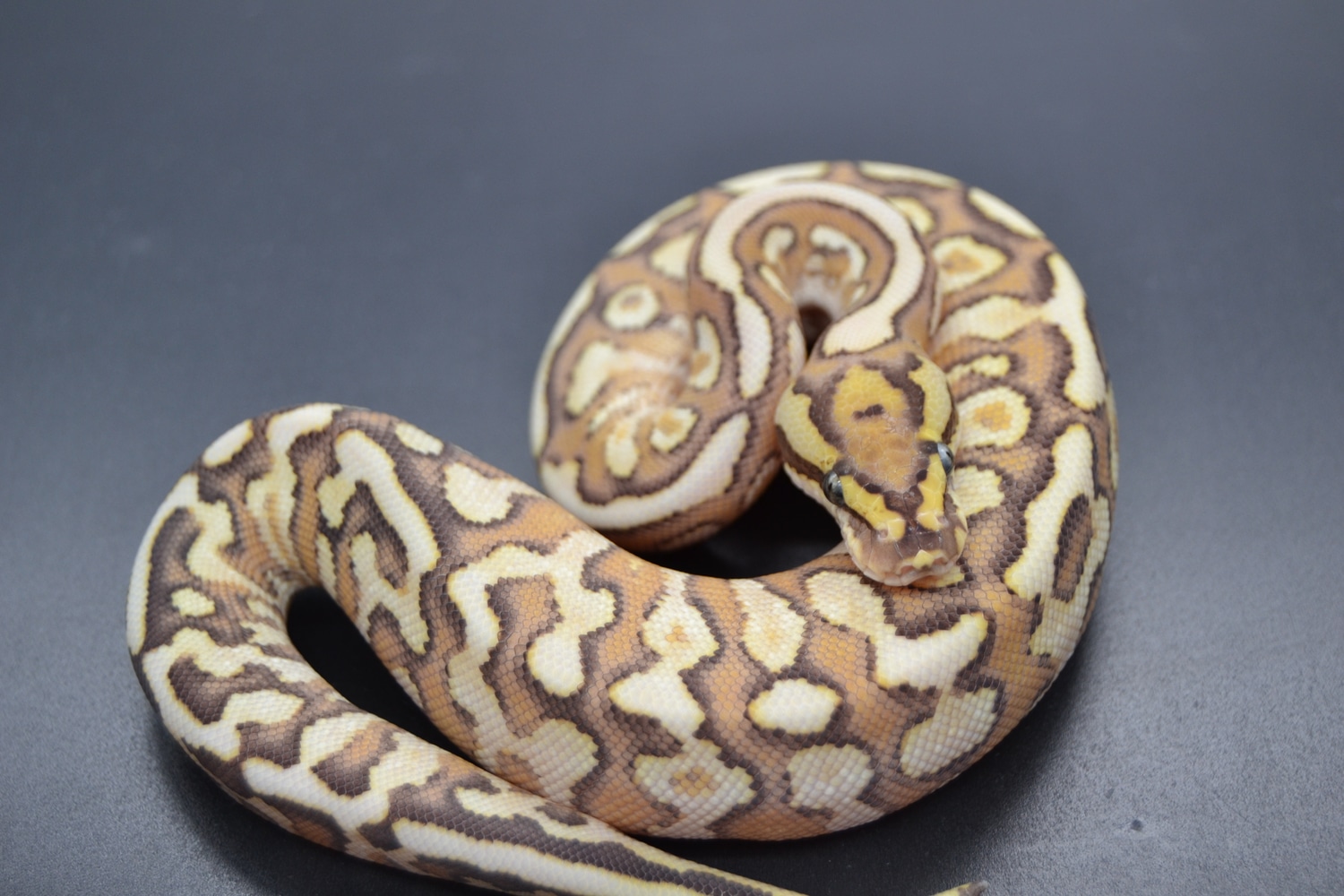 Lesser Fire Redstripe Spotnose Yellowbelly Black Pastel Het Clown Ball ...