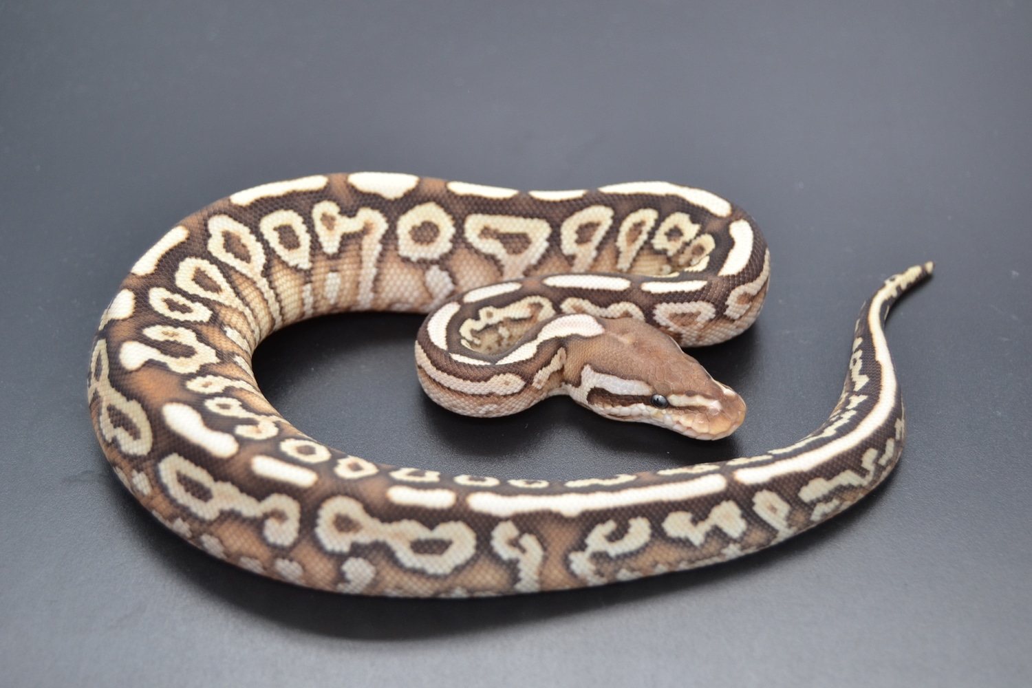 Black Pastel Lesser Spotnose Yellowbelly Possible Fire Het Clown Ball ...