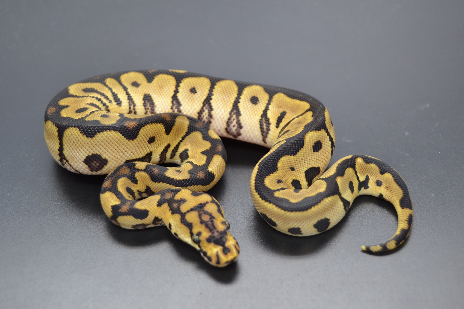 Spotnose Clown Het Vpi Axanthic Ball Python by DD Exotics - MorphMarket