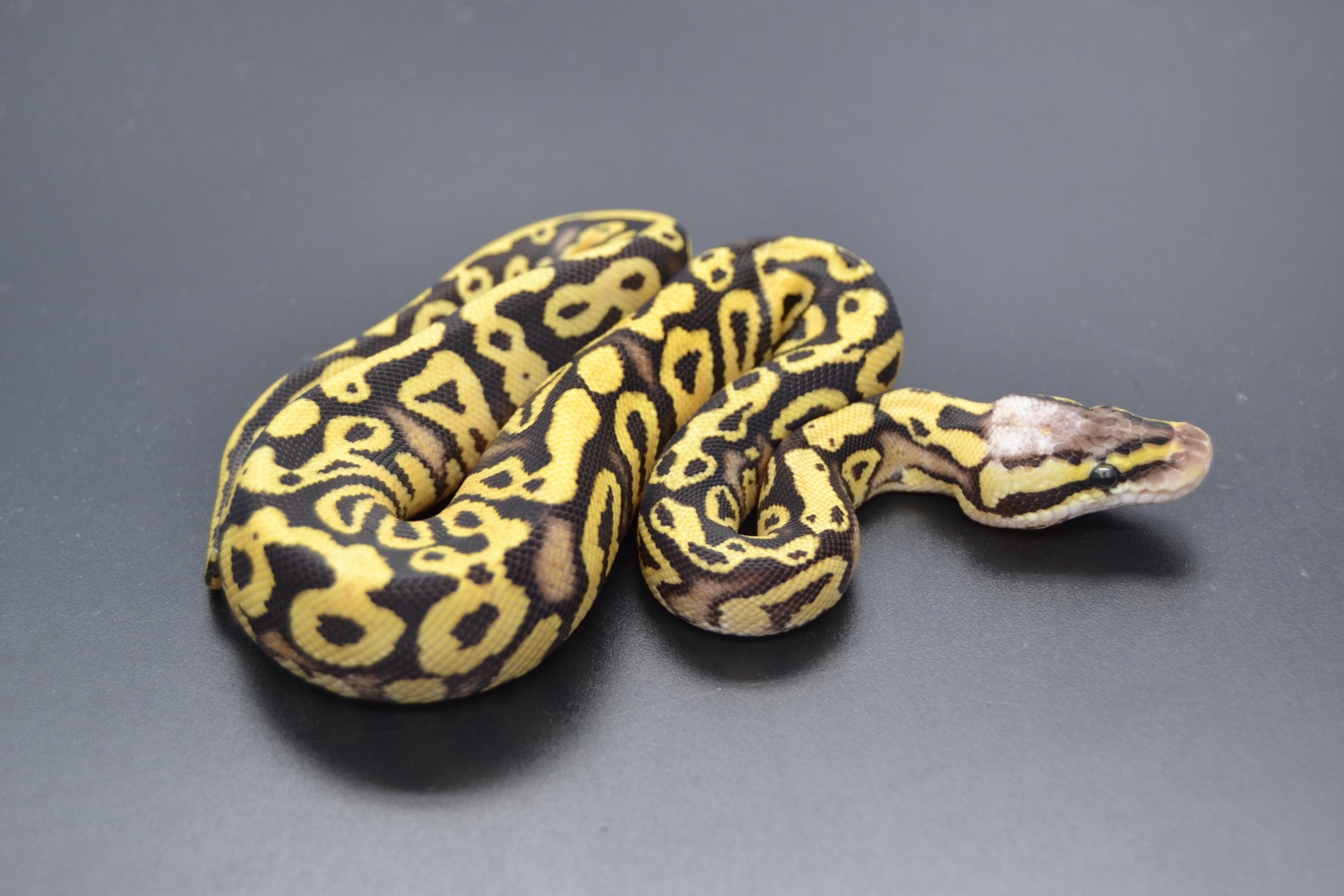 Firefly Window Lace Het Clown Ball Python by DD Exotics - MorphMarket