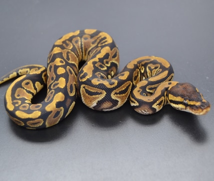 Super Od Super Vanilla Enchi Clown Ball Python by DD Exotics - MorphMarket