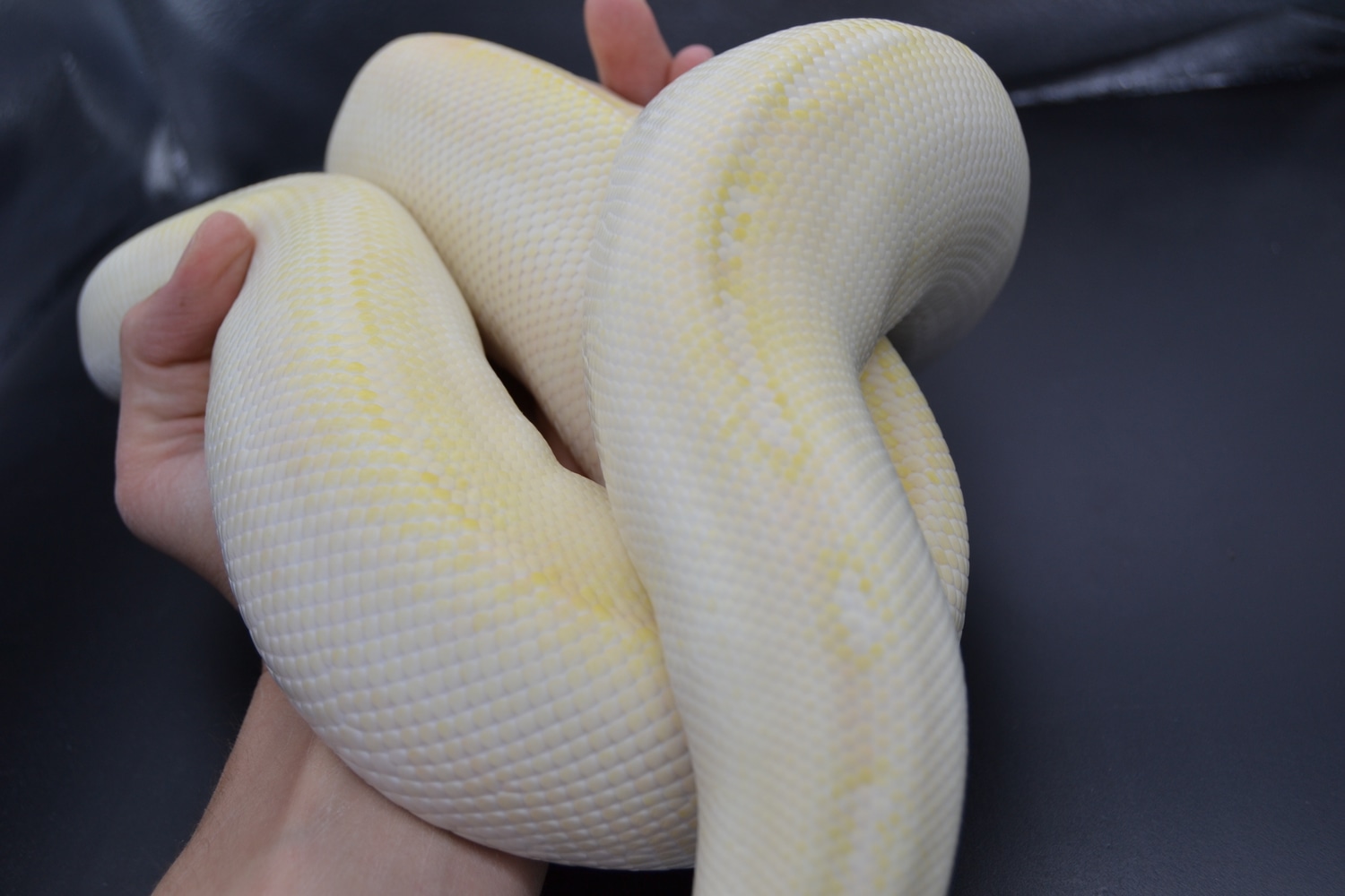 Super Orange Dream Banana Highway Ball Python by DD Exotics - MorphMarket