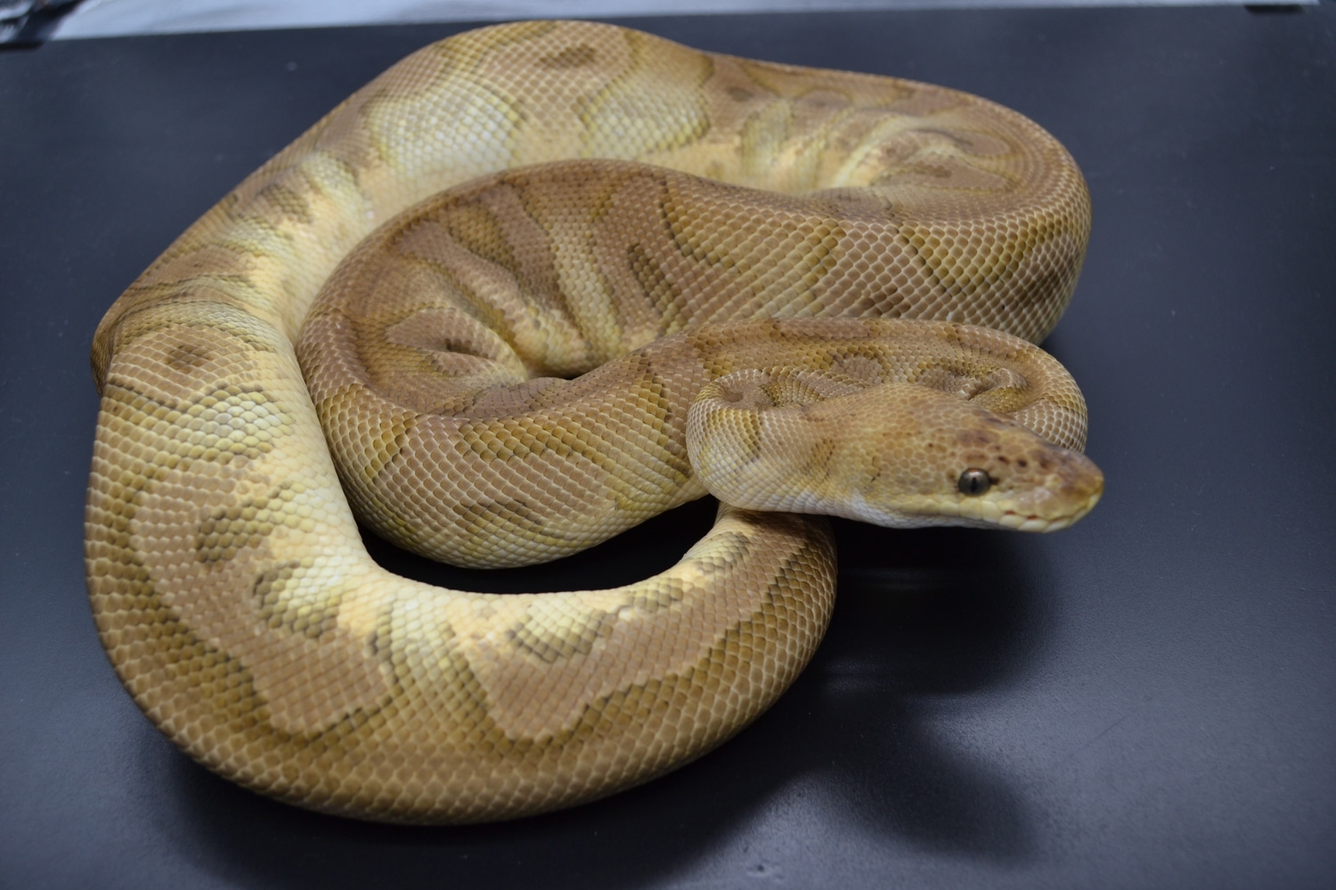 Firefly Mojave Clown Ball Python by DD Exotics - MorphMarket