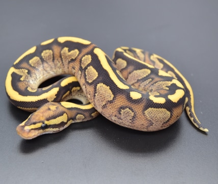 Butter Fire Desert Ghost Clown Het Hypo Ball Python by DD Exotics ...