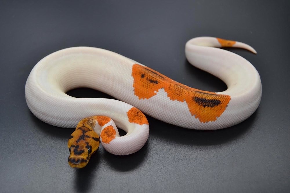 Orange Dream Yellowbelly Clown Pied Ball Python by DD Exotics - MorphMarket