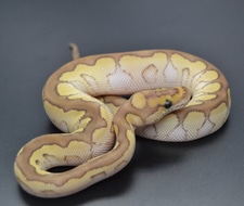 Butter Fire Desert Ghost Clown Het Hypo Ball Python by DD Exotics ...