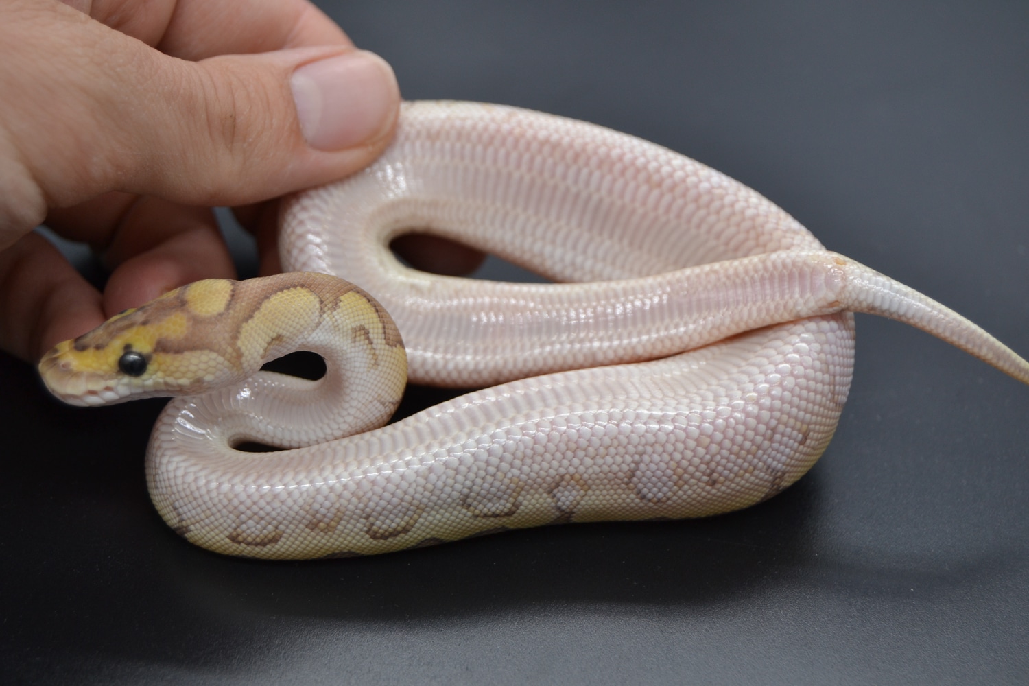 Butter Fire Desert Ghost Clown Het Hypo Ball Python by DD Exotics ...