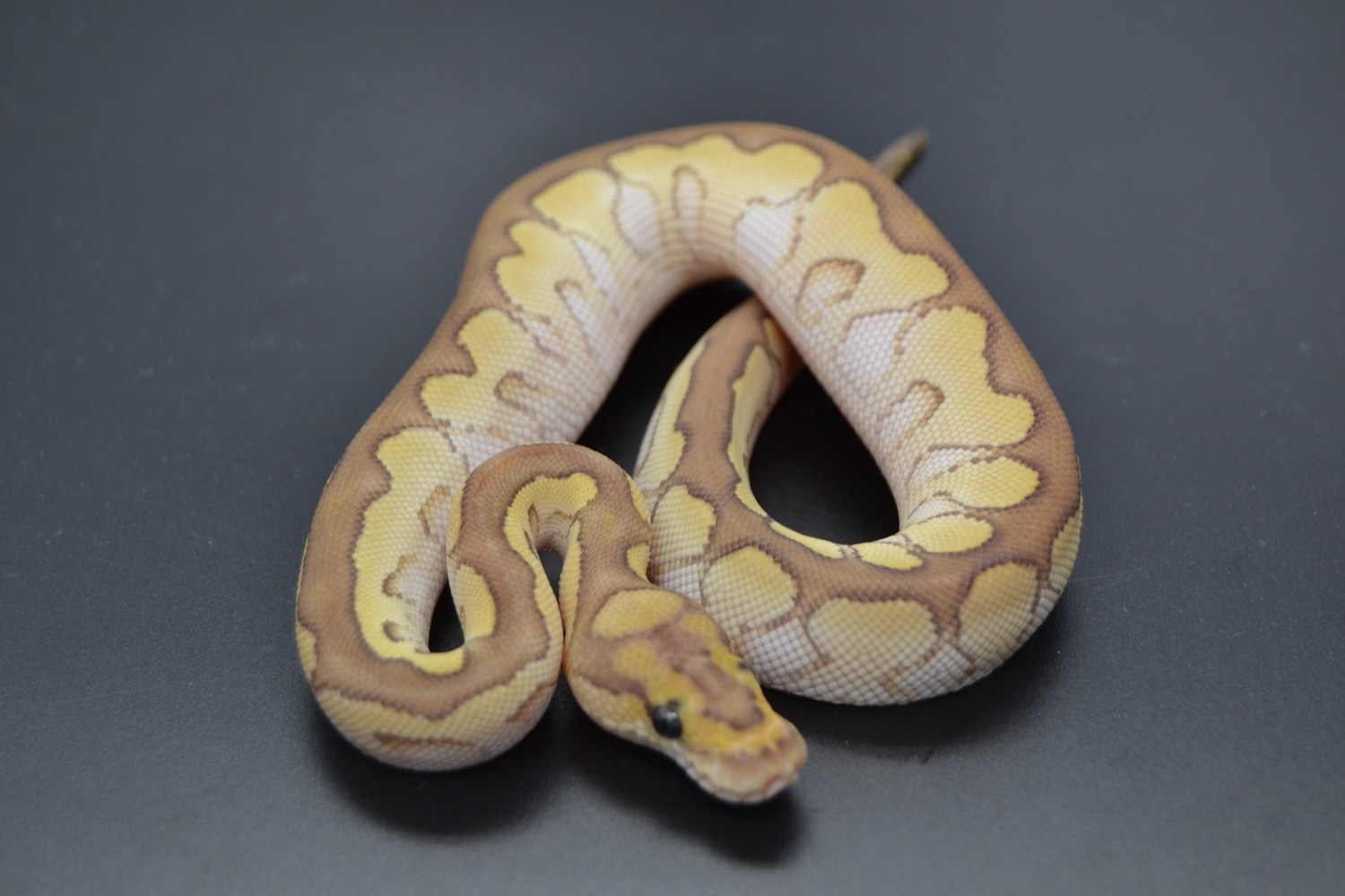 Butter Fire Desert Ghost Clown Het Hypo Ball Python by DD Exotics ...