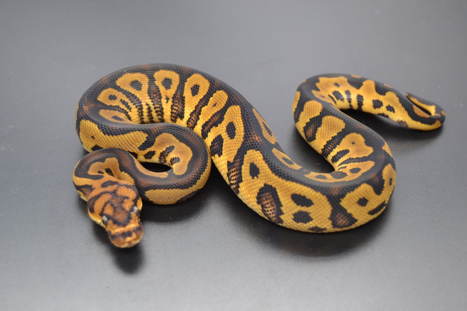 Wookie Yb Leopard Clown Ball Python by DD Exotics - MorphMarket