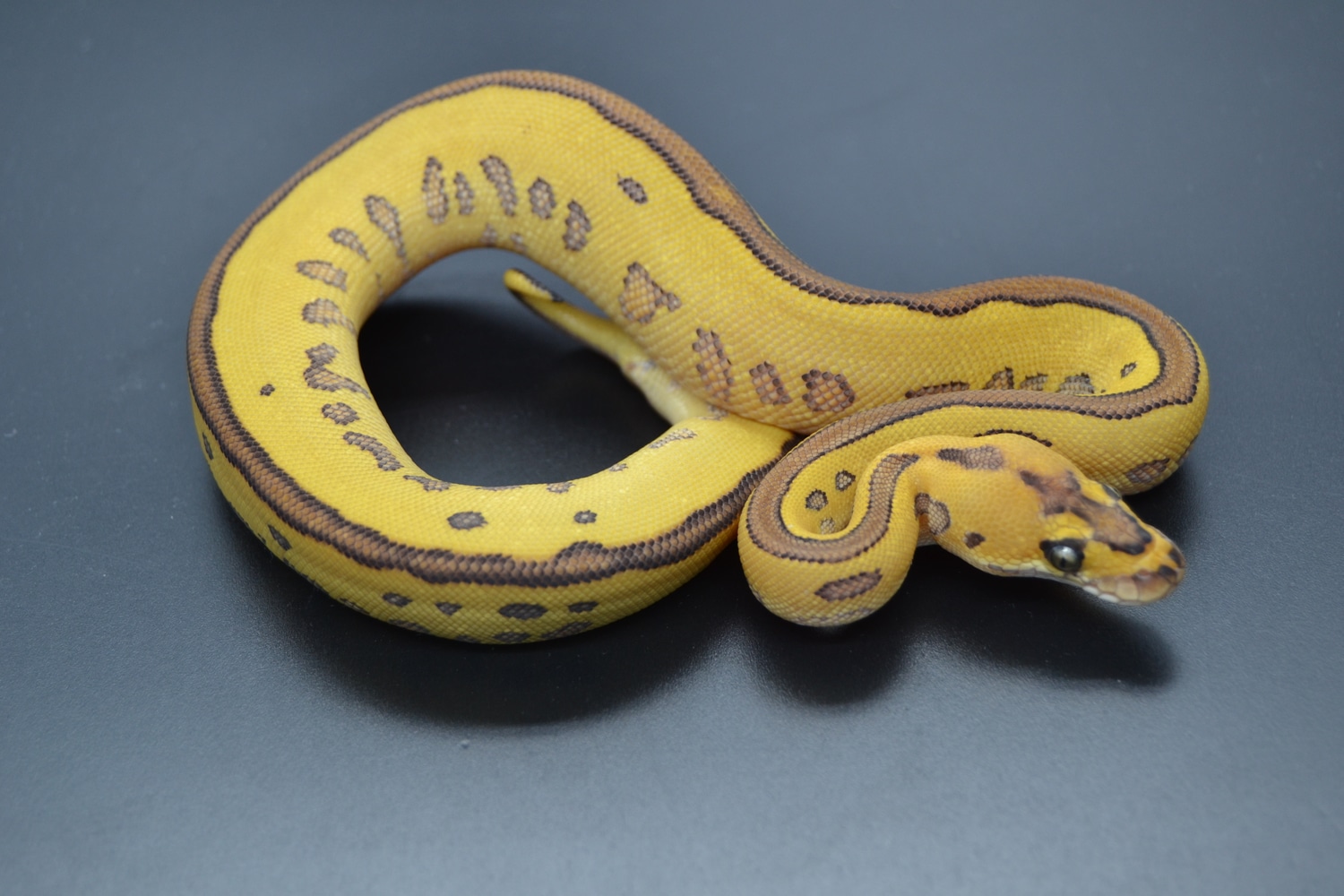 Od Yb Lesser Leopard Clown Ball Python by DD Exotics - MorphMarket