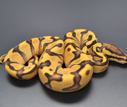 Black Pastel Mojave Redstripe Spotnose Yellowbelly Fire Hypo Het Clown ...