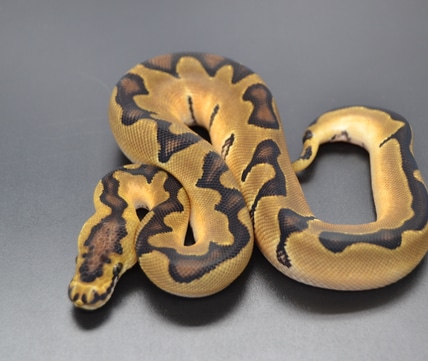 Enchi Butter Yb Desert Ghost Hypo Clown Ball Python by DD Exotics ...