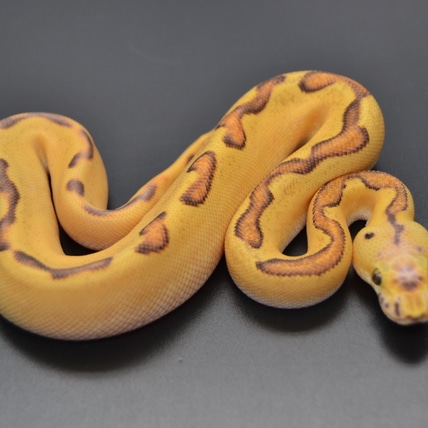 Black Pastel Mojave Redstripe Spotnose Yellowbelly Fire Hypo Het Clown Ball Python by DD Exotics ...
