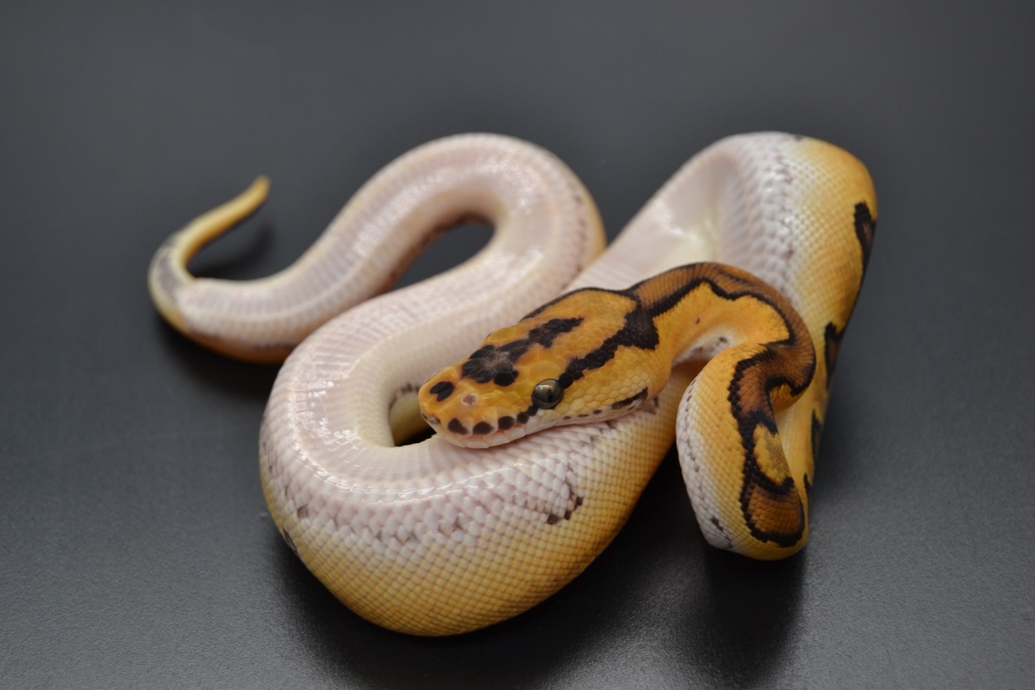 Super Od Vanilla Clown Ball Python by DD Exotics - MorphMarket