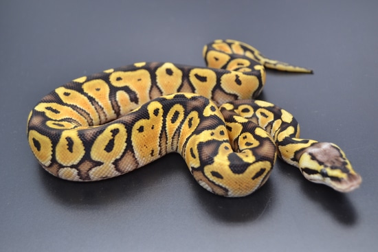 Pastel Special Het Clown Ball Python by DD Exotics