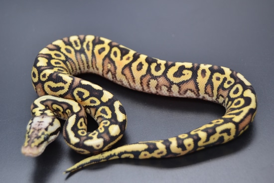 Firefly Special Spotnose Yellowbelly Het Clown Ball Python by DD Exotics