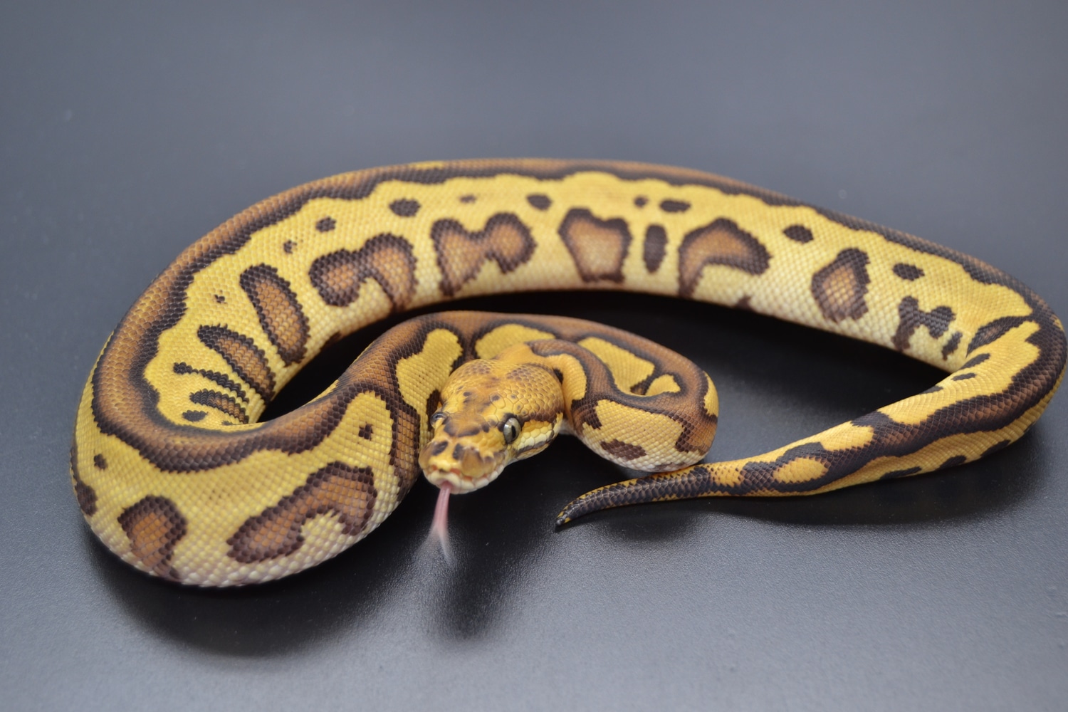 Orange Dream Leopard Mojave Yellowbelly "redstripe" Clown Ball Python ...